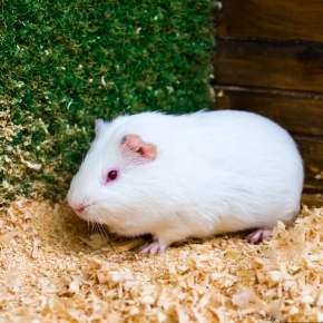 Flystrike prevention for rabbits and guinea pigs | Bayswater Veterinary ...