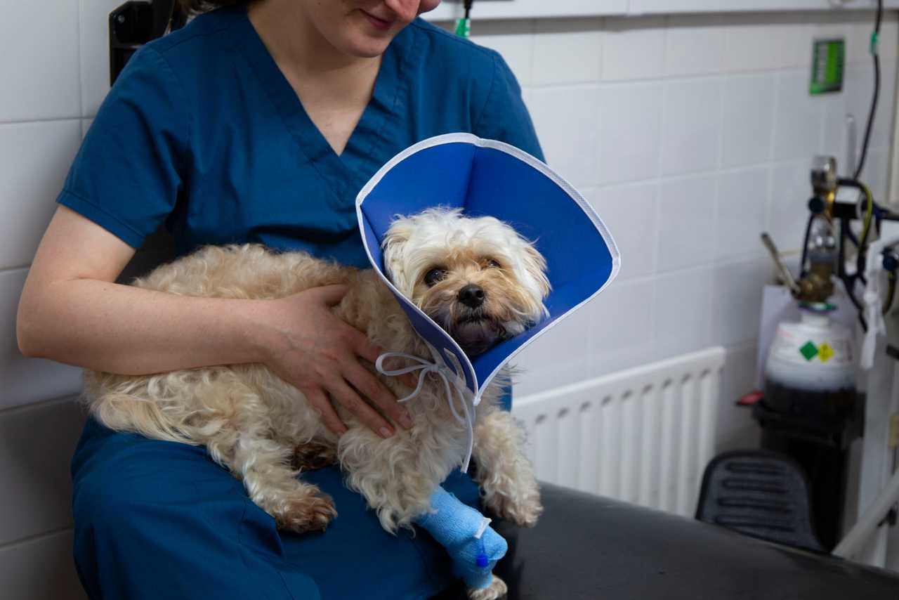 Vets in London W2 | Bayswater Veterinary Clinic